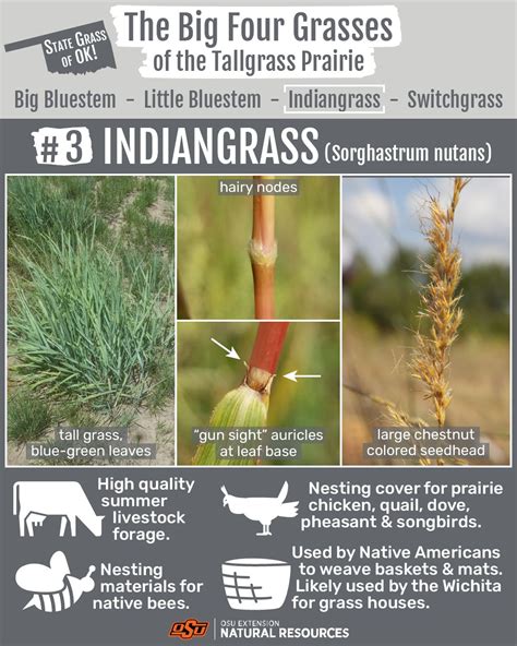 The Big Four Are Dominant Grass Species Of The Tallgrass Prairie Big