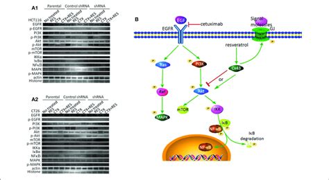 Western Blot Analysis Of Proteins Related To The Egfr Signal Pathway