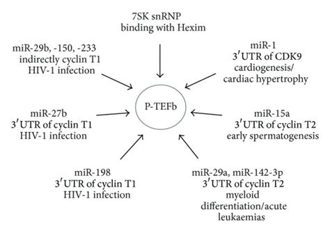 Noncoding Rnas That Influence P Tefb Availability And Activity Are