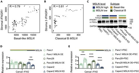 Cancer Cell Msln Induces Stromal Ifngr1 And Ifng Correlation Between Download Scientific