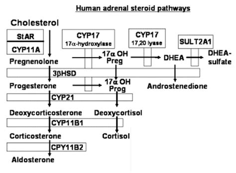Adrenal Cortex Hormone Synthesis Pathway