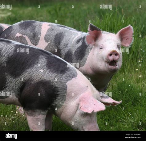 Pietrain Hogs