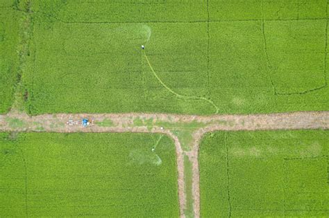 비행 무인 항공기에서 공중 보기 젊은 녹색 논에 화학 물질을 살포 하는 태국 농부 나무에 대한 스톡 사진 및 기타 이미지 나무 농부 농업 Istock