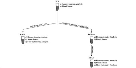 Sample Preparation Flow Chart The Sample Preparation Process Included