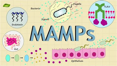 Microbial Associated Molecular Patterns Mamps Gut Health Immunity