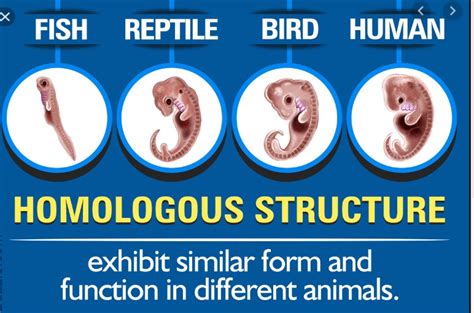 Homologous Structures Brief Introduction And Examples