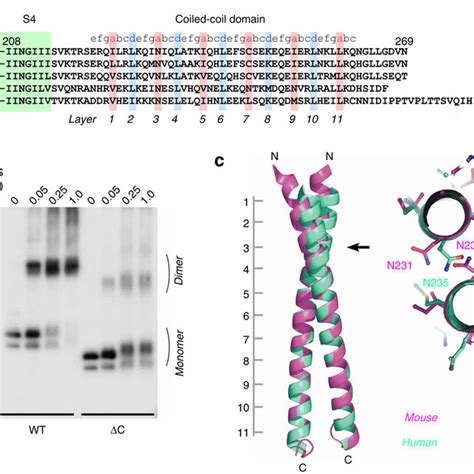 Determination And Structure Comparison Of The Coiled Coil Assembly Download Scientific Diagram