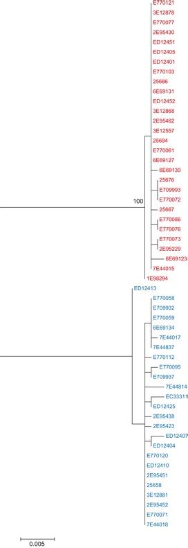 Neighbor Joining Tree K2p 10000 Bootstrap Replicates Based On The