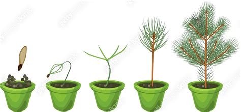 Plant Growin From Seed To Young Fir Tree In Pot 이미지 1028215832 일러스트