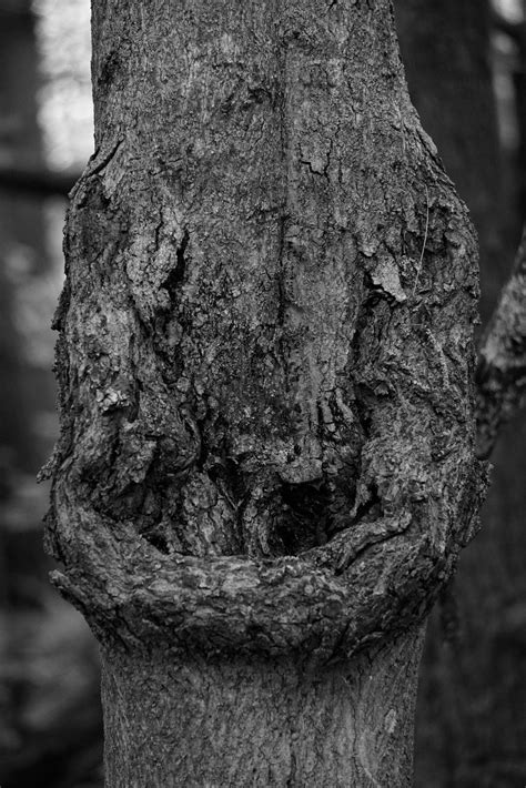 Tree Wood Trunk Free Photo On Pixabay Pixabay