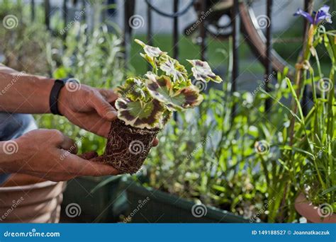 Actividad Que Cultiva Un Huerto En El Balc N Soleado Repotting El Geranio Tres Coloreado