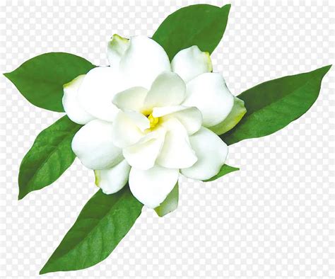 白色茉莉花PNG图片素材下载 图片编号8693036 PNG素材网