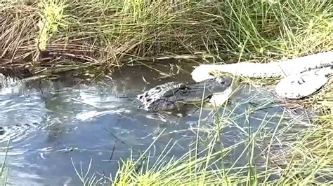 Video Florida Alligator Devours Python In Everglades Fox 5 New York