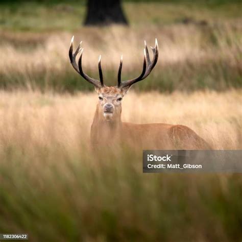 가을 가을 삼림 지대 풍경에서 붉은 사슴 사슴 세르부스 엘라푸스의 초상화를 그리는 러트 짝짓기 시즌 가을에 대한 스톡 사진 및 기타 이미지 Istock