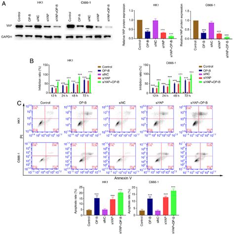 Knockdown Of Yap Increased The Antitumor Function Of Op B In Download Scientific Diagram