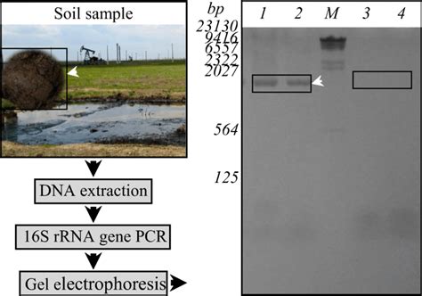 Detection Of 16s Rrna Gene In Dna Extracted From A Soil Sample Lambda