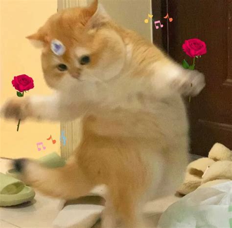 可爱猫咪头戴创可贴，手持玫瑰欢快舞动，萌趣十足 鸡那么多，就你会上网 … 微信聊天可爱表情包表情包图片动图 求表情网 斗图从此不求人