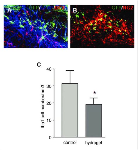 Differentiation Of Embryonic Stem Neural Progenitor Cells Es Npcs