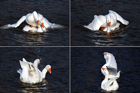거위 거위 짝짓기