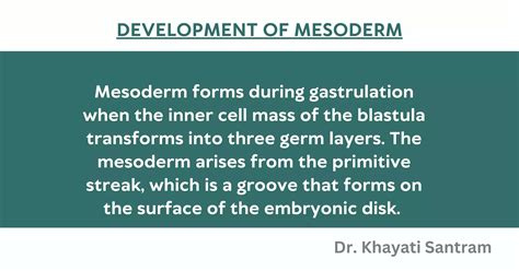 Mesoderm Anatomy Pdf Biological Sciences Science