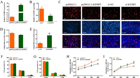 Igfbp3 Represses Cell Proliferation A B Igfbp3 Relative Expression Igfbp3 Represses Cell Proliferation A B Igfbp3 Relative Expression