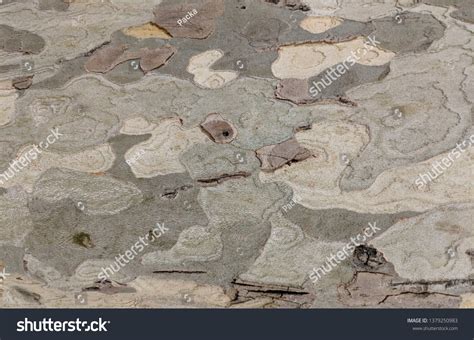 30 Real Tree Camo Trees Images Stock Photos Vectors Shutterstock