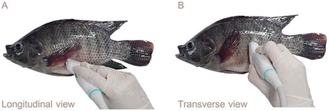 Application Of Ultrasonography For Sex Identification And Reproductive