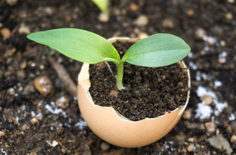 How to grow your own tea | Waltons Blog | Waltons Sheds