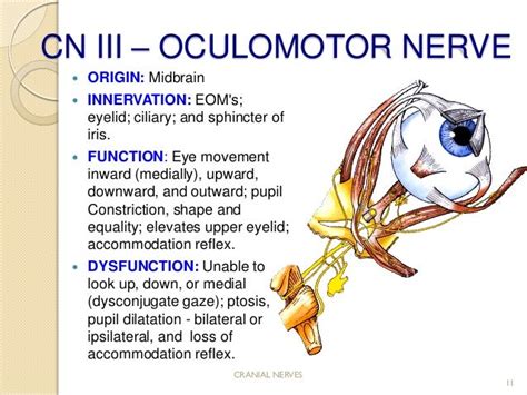 Cranial Nerve Assessment Simple And Easy To Perform For Medics And P…