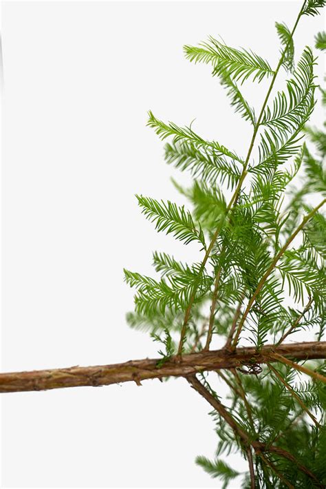 Bald Cypress Tree For Sale The Tree Center