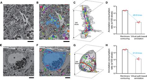 Efficient Cell Wide Mapping Of Mitochondria In Electron Microscopic
