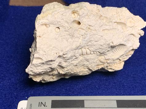 Florida Gastropod Identification Help Fossil Id The Fossil Forum