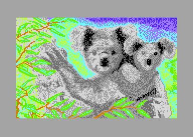 CSDb Save The Koala By Excess 2020 CSDb Save The Koala By Excess 2020