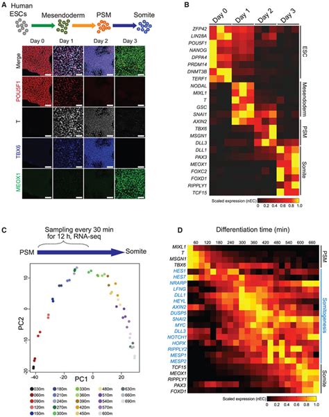 an in vitro human segmentation clock model derived from embryonic stem