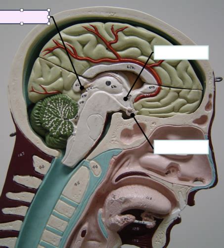 AP Lab Models Flashcards Quizlet