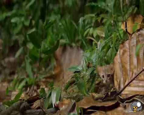 کوچک ترین گربه‌‌های جهان که اندازه کف دست هستند فیلو