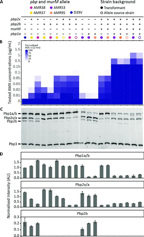 Recombinant Pbp Proteins Visualized By Pbp Bocillin Binding Affinities Download Scientific