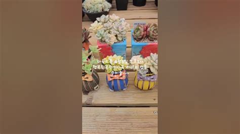 다육소풍 식재된 이쁜아이들 그대가 웃으면 좋아 Youtube