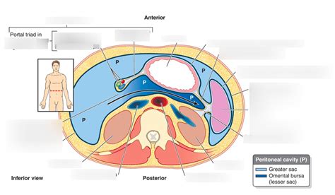 Peritoneal Cavity Diagram Quizlet