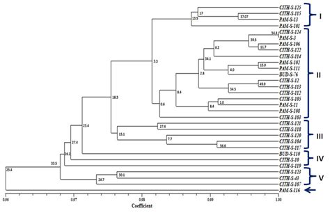 Upgma Dendrogram Showing Clustering Pattern Of Saffron Selections