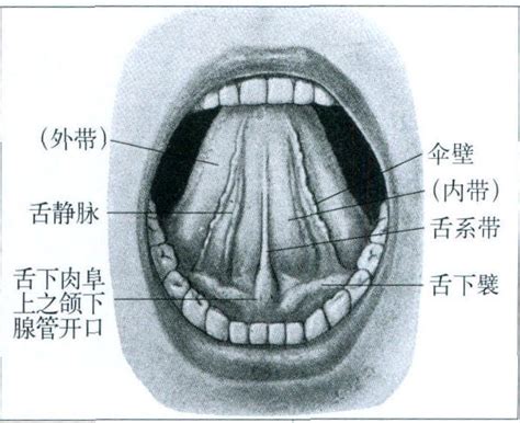 一 舌的基本结构 中医望诊图谱 医学