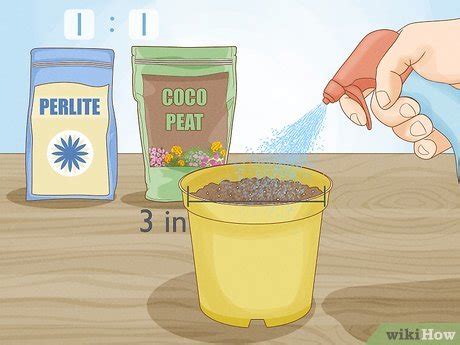 How To Propagate String Of Turtles What You Need To Know