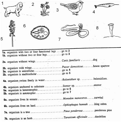 Dichotomous Key Examples Th Grade
