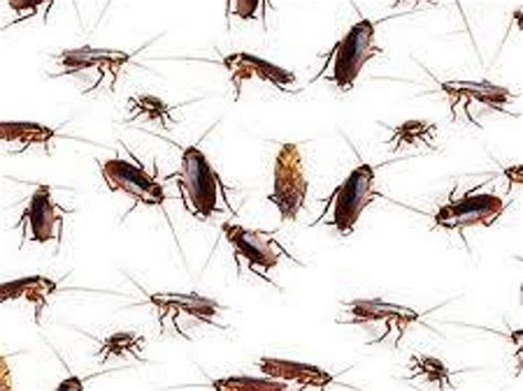 Cockroachdb Simplifies Multi Region Deployment Zdnet