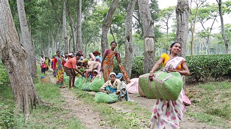 세계에서 차를 제일 많이 만들고 소비하는 나라