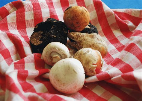 Is A Truffle A Mushroom Unraveling The Mysteries Of Truffle