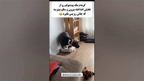 گربه سگ پیت بول و از تختش انداخته بیرون سگه هم مونده چیکار کنه Youtube