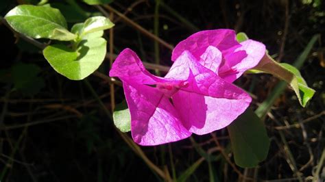 花 自然 Pixabay上的免费照片 Pixabay