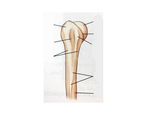 Frontal View Proximal Humerus Quiz