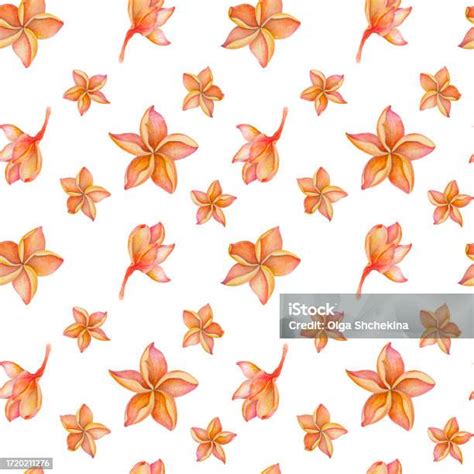주황색빨간색 플루메리아 꽃의 수채화 삽화의 매끄러운 패턴 수제 작품 격리 0명에 대한 스톡 벡터 아트 및 기타 이미지 0명 꽃 나무 꽃 식물 Istock